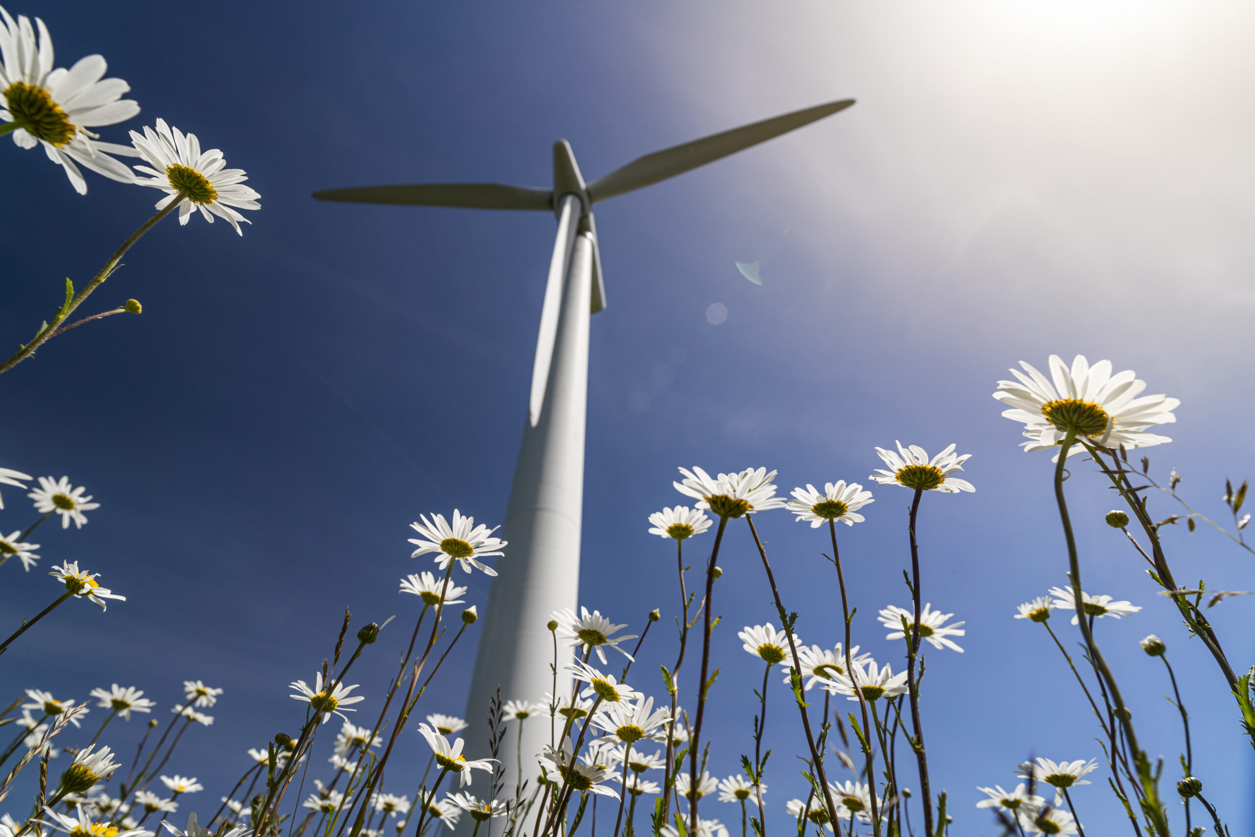 DEFRA's Latest BNG guidance: considerations for developers - Birketts